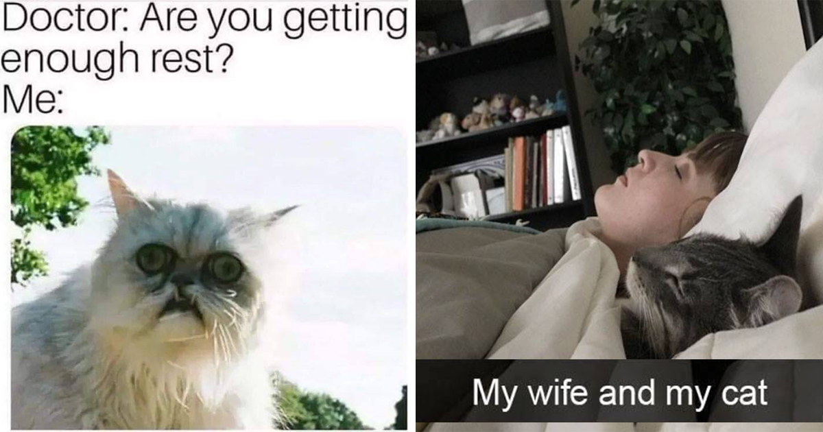 Funny And Wholesome Cat Memes For People Spending Caturday Curled Up ...