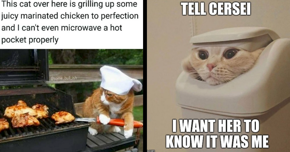32 of the Funniest Felines on the Internet and Meowrvelous Memes to ...