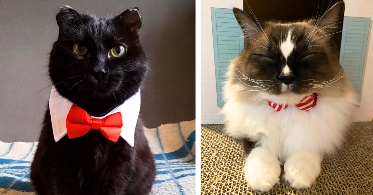 Perfectly Purrfessional Portraits of 30 Fancy Felines Fashioned in ...