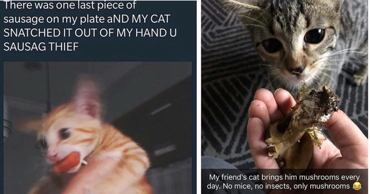 21 Hilarious Mid-Week Mood Boosting Cat Memes To Fuel Your Feline ...