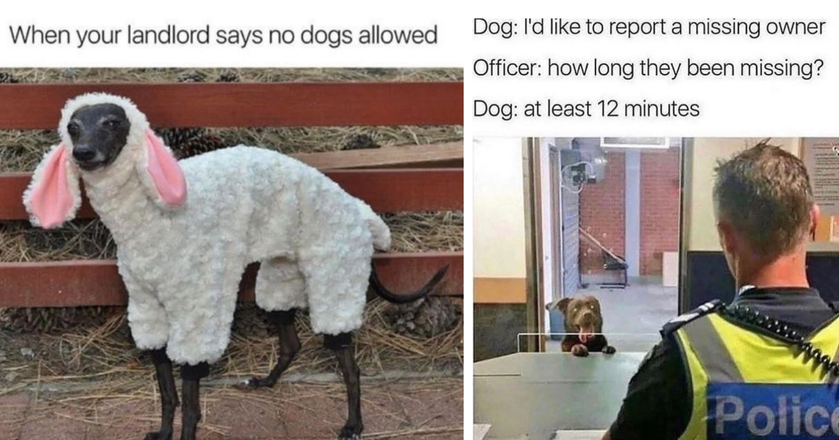 22 Sweet And Wholesome Mid-Week Dog Memes To Keep You Company During Your Lunch Break - Animal ...