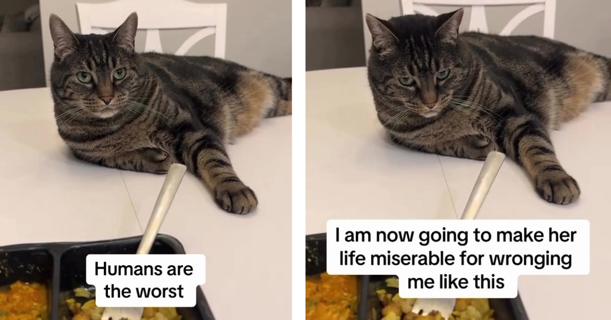 Funny Video Of Feline Airing His Frustrations About Not Getting To Eat ...