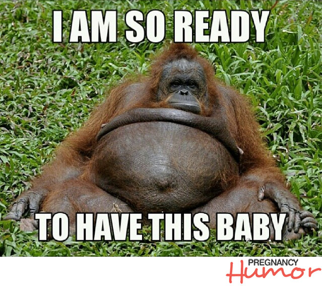 These Pregnant Animals Are Almost Ready To Pop (18 Photos and Memes ...