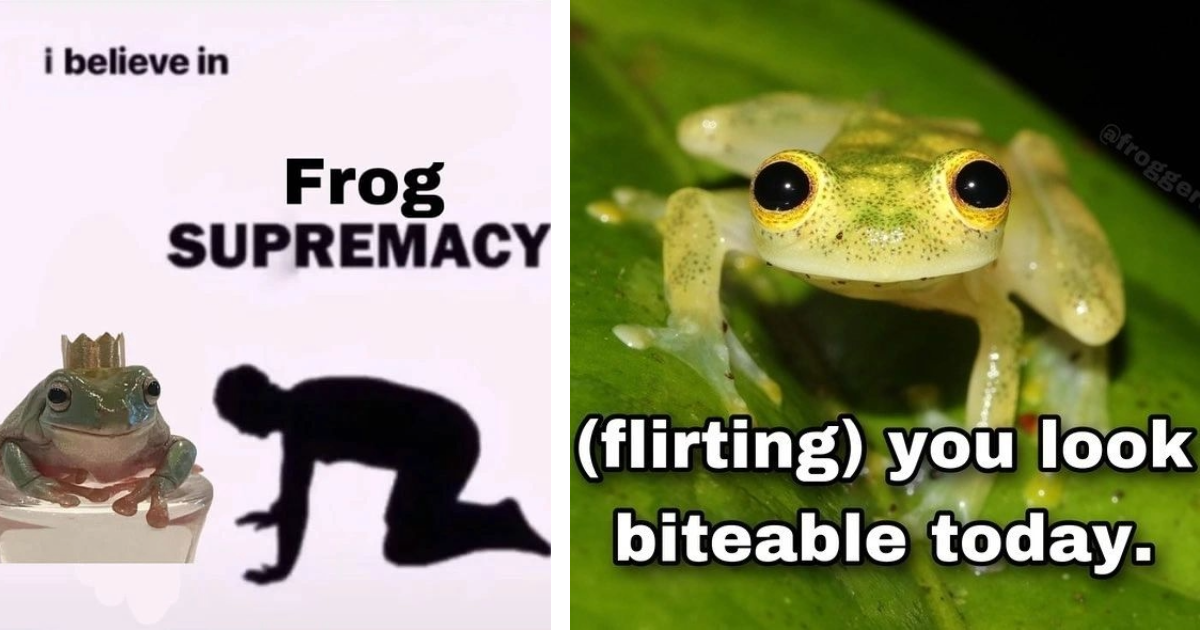19 Funny And Feisty Frog Memes To Help You Happily Hop Your Way To The ...