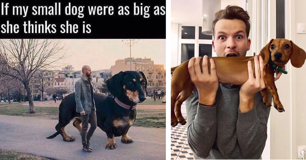 Dazzling And Dashing Dachshund Memes And Pictures For Your Daily Dose ...