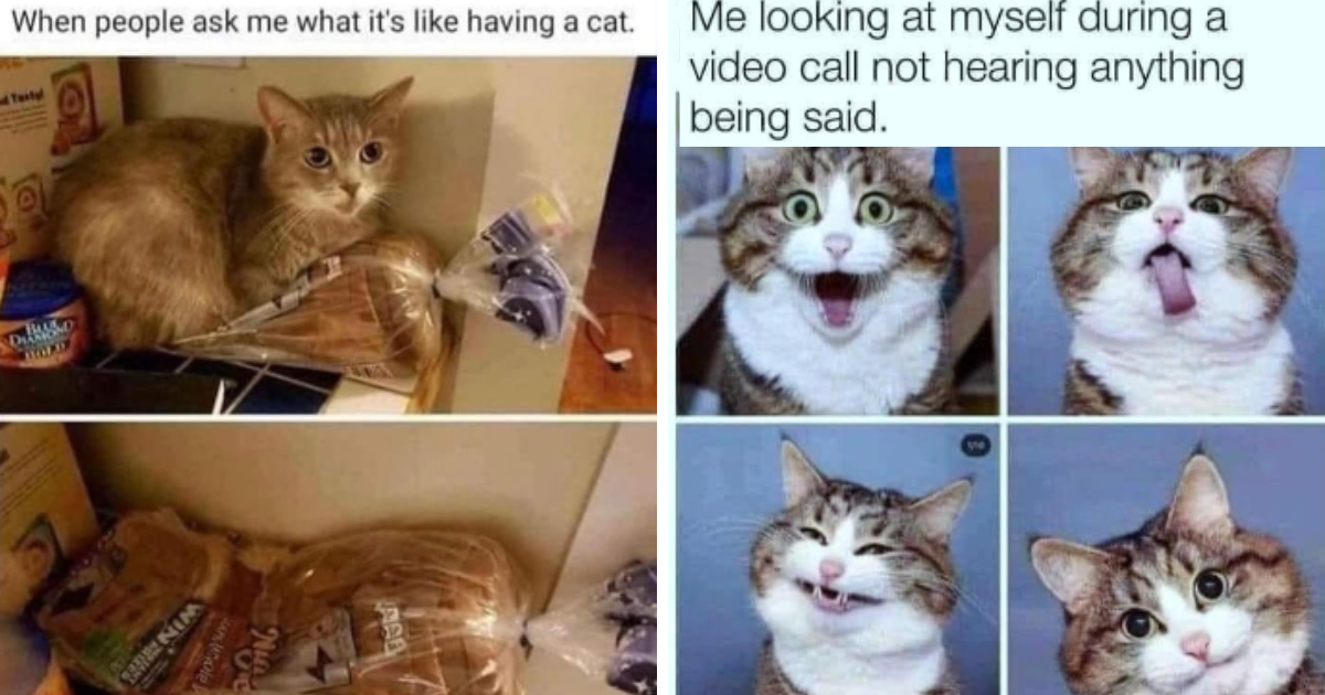 Midweek Meowgical Moments With 24 Hissterical Cat Memes For The ...