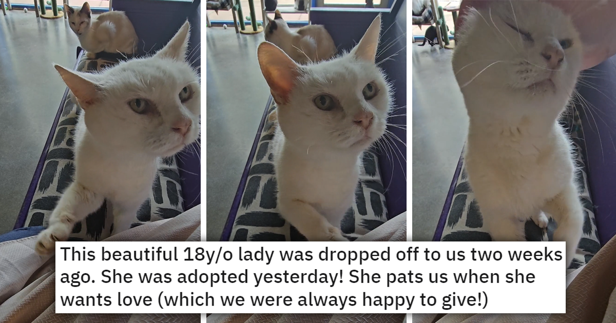 It's Time To Meet The Newly Adopted Faces Of The Week: 21 Wholesome Cat ...
