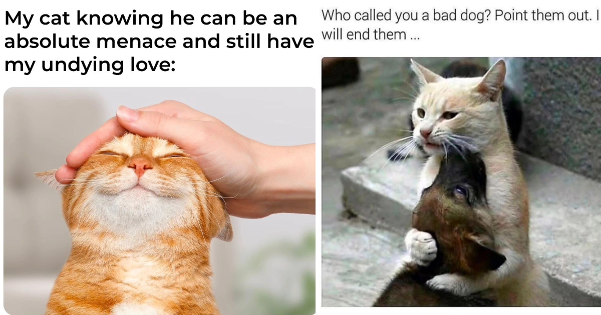 20 Sweet And Cuddly Cat Memes To Leave You Feeling As Cozy As A Kitten ...