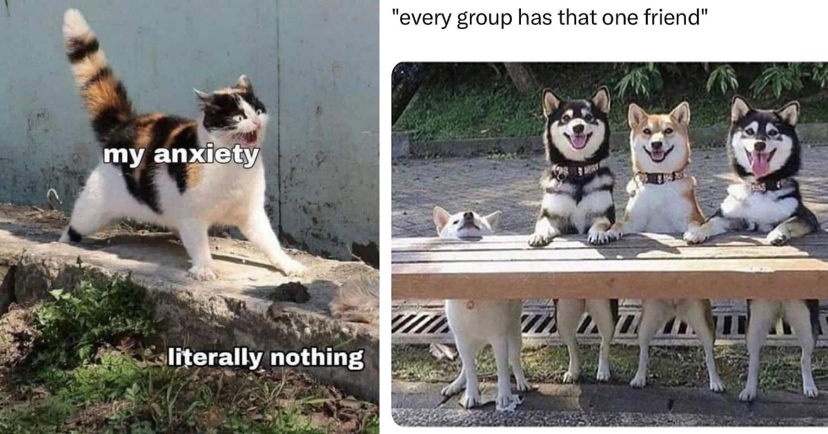 Relatable Animal Memes For All You Introverts Kicking It Under The ...