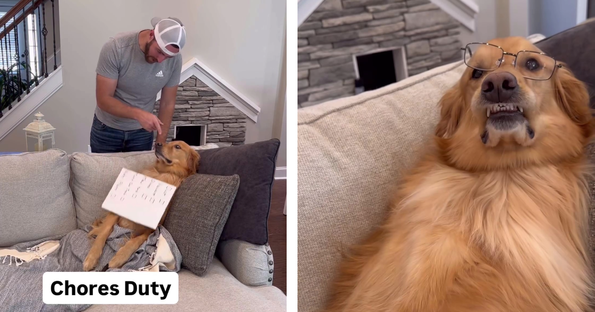 Hilarious And Heartwarming Dog Video Of The Cute Canine Challenged With ...