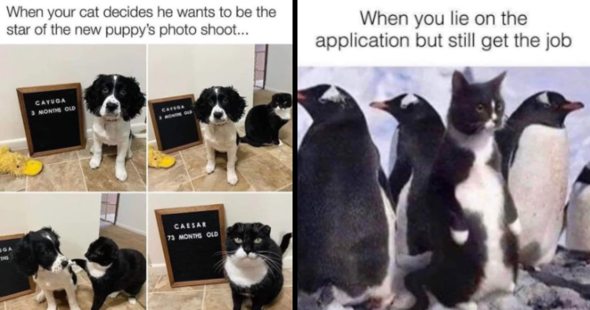 Thrilling Thursday Treats With 23 Heartwarming Animal Memes For A Day ...