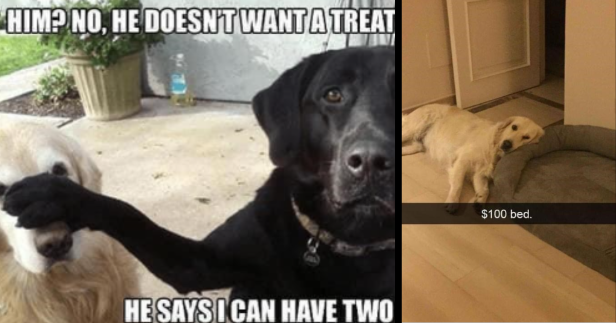 33 Weekend Ready Doggo Memes To Kickstart The Weekend On A Pawsitive ...