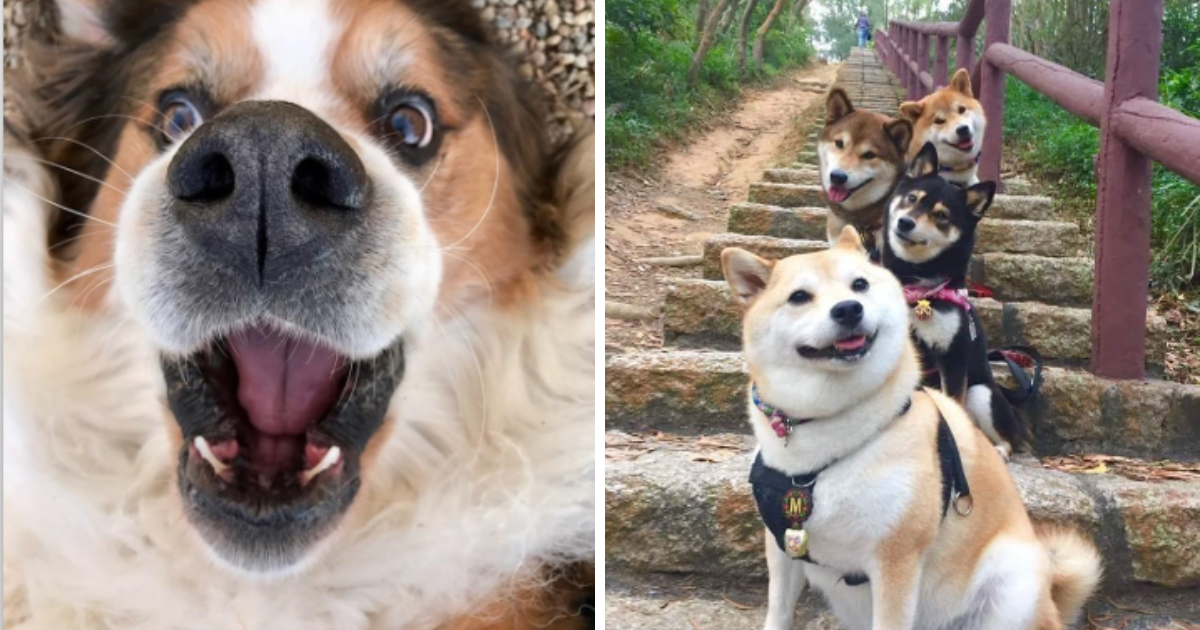 28 Delightful Doggo Friends Spreading Weekend Joy With Their ...