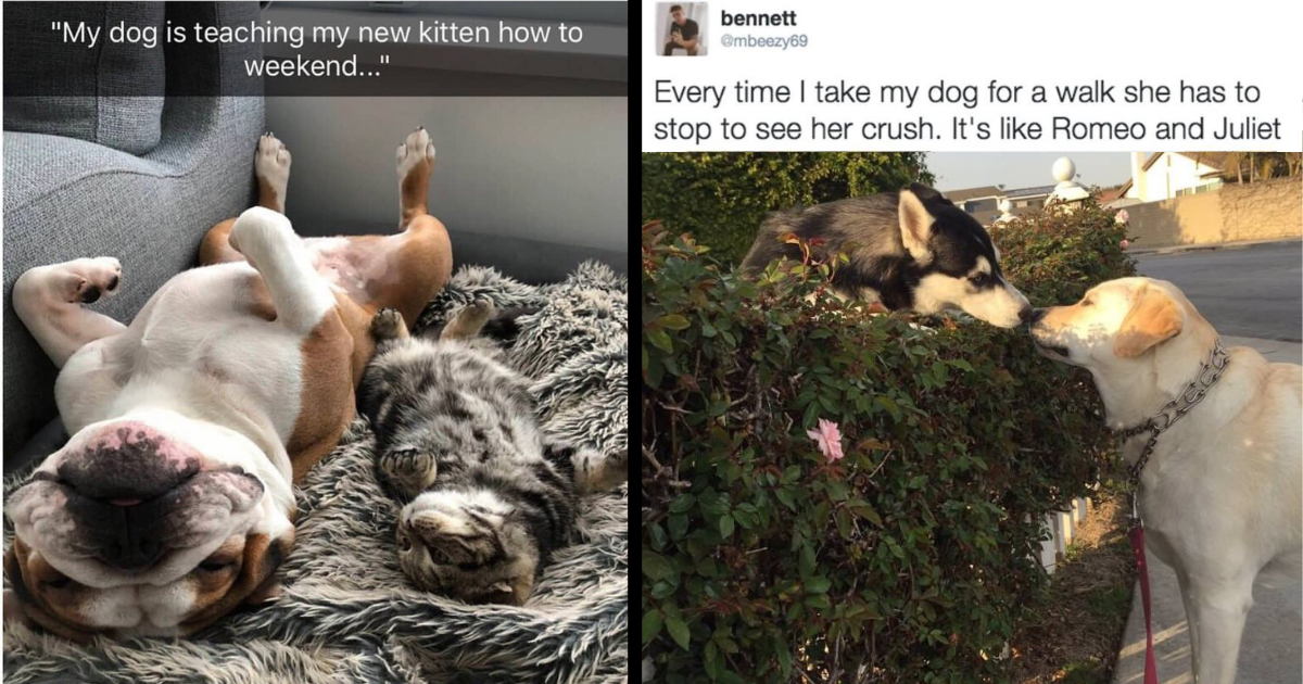 Heartwarming Happiness in the Form of 31 Wholesome Animal Memes to Add ...