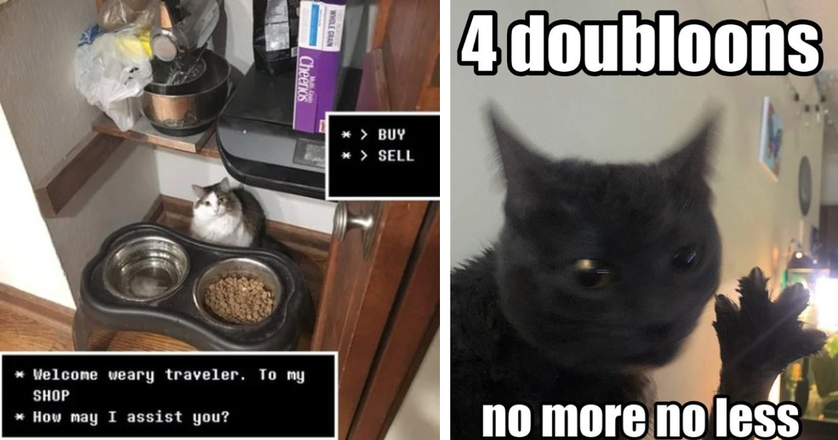 21 Silly Cat Pictures And Memes For Your Sweet Sunday Scroll Through ...