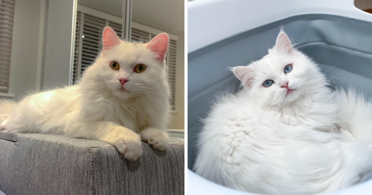 Whimsical Weekend Wonders With 25 White Whiskered Felines Ready To Add ...