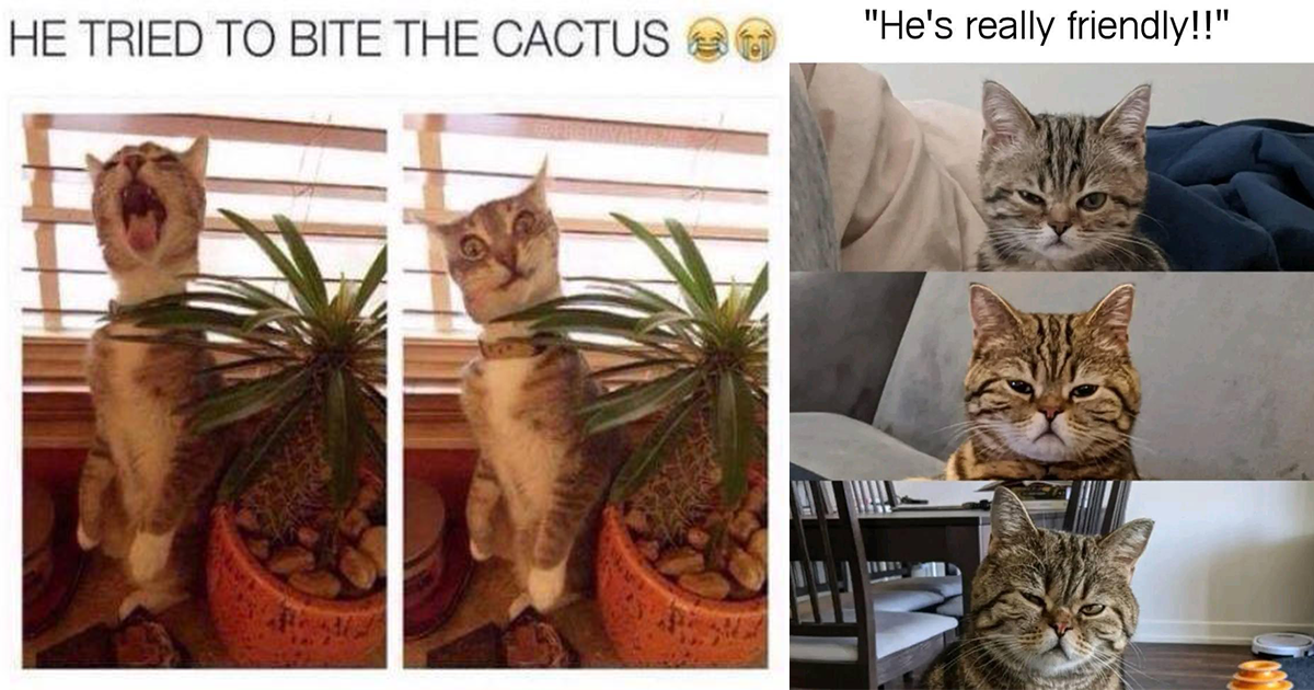 28 Purrfect Cat Memes To Help You Stay Pawsitive Throughout The Rest Of ...