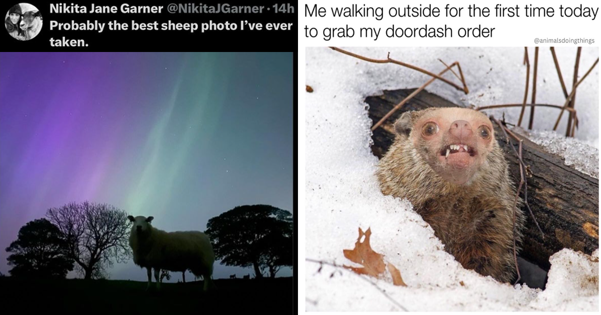 Supreme Sunday Morning Animal Memes To Help Ease You Into The New Week ...