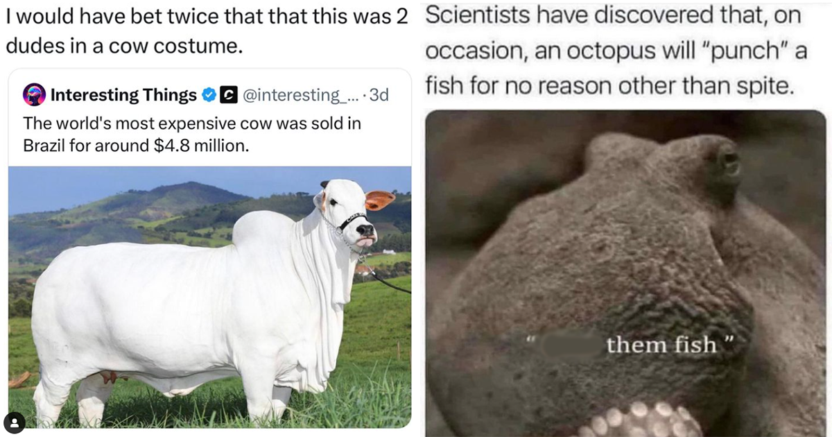 Funny Animal Memes To Help You Giggle Your Way Into This Weekend - Animal Comedy - Animal Comedy ...