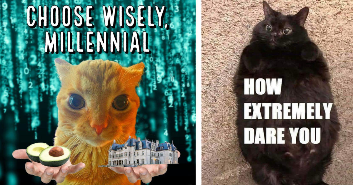 A Catnip Collection of Comical Cat Memes to Increase Your Purrsitivity ...