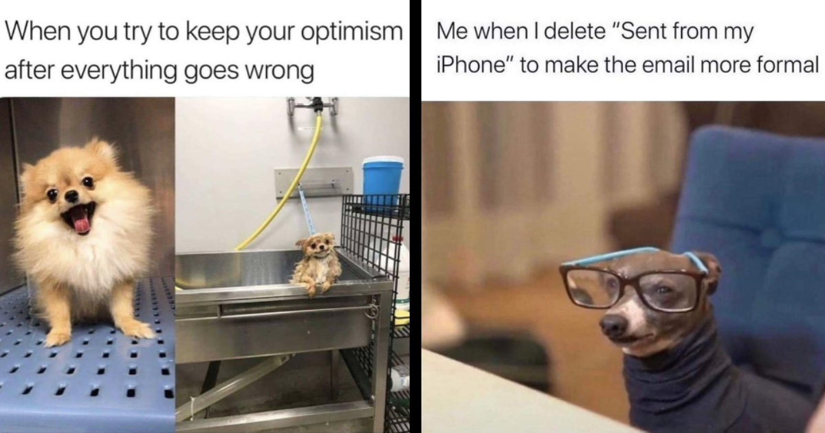 Marvelous Monday Meowtivation With 23 Delightful Doggo Memes For A Tail ...