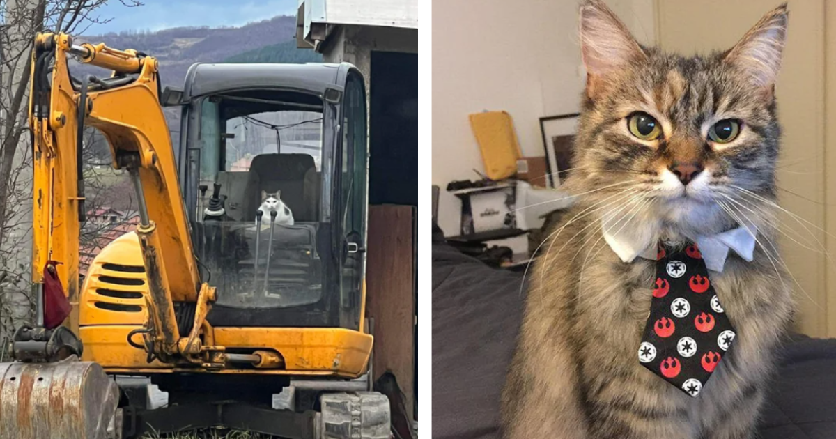 21 Hilarious And Relatable Pictures Of Cats Trying To Work Hooman Jobs ...