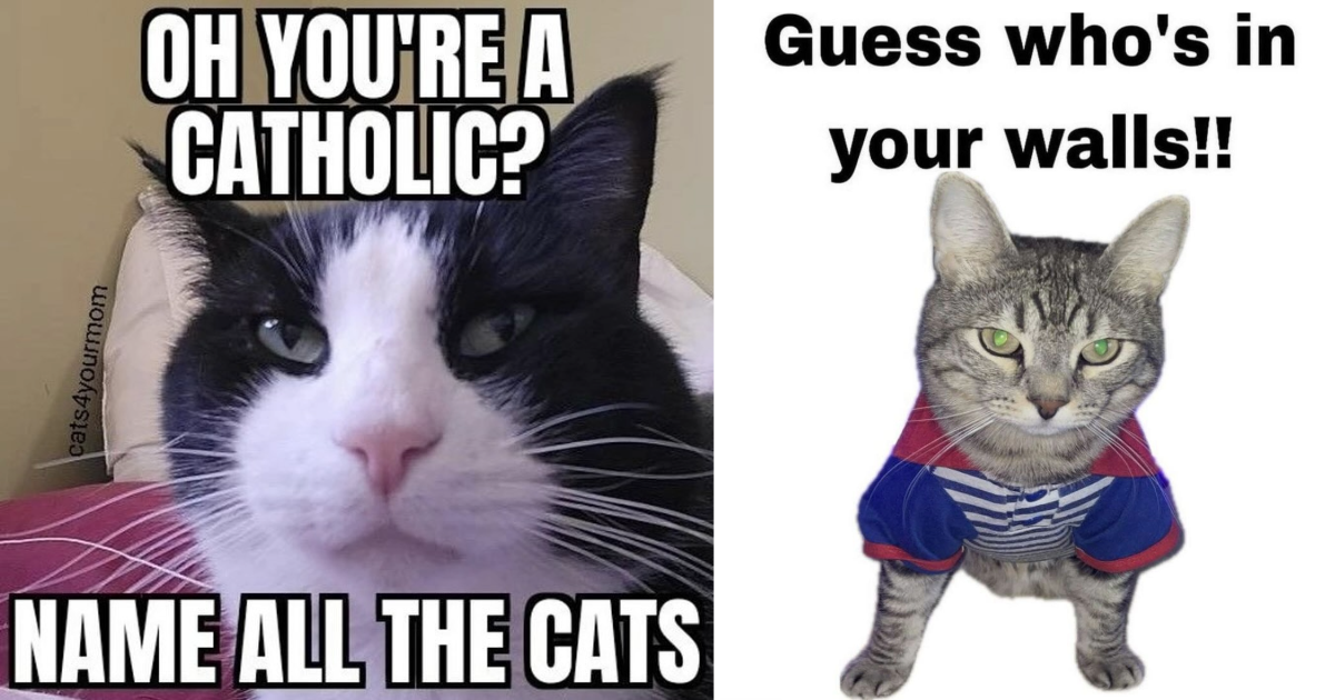 21 Chaotic And Distracting Cat Memes To Delay The Beginning Of Your ...