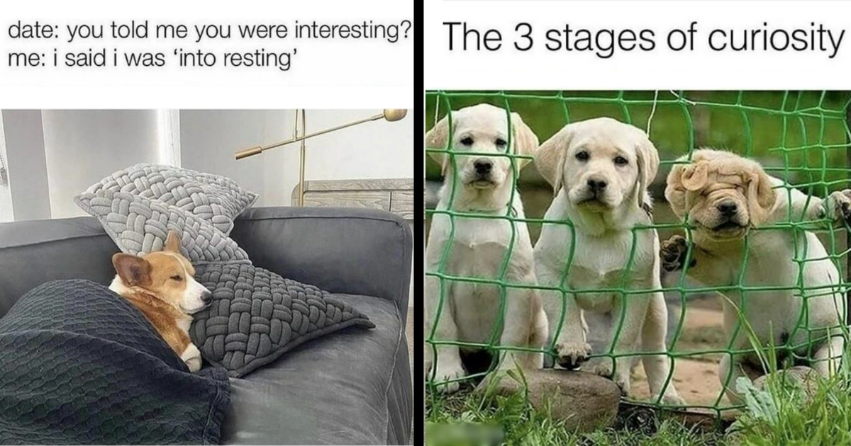 A Canine Collar Containing Puplifting Doggie Memes to Go From Work to ...