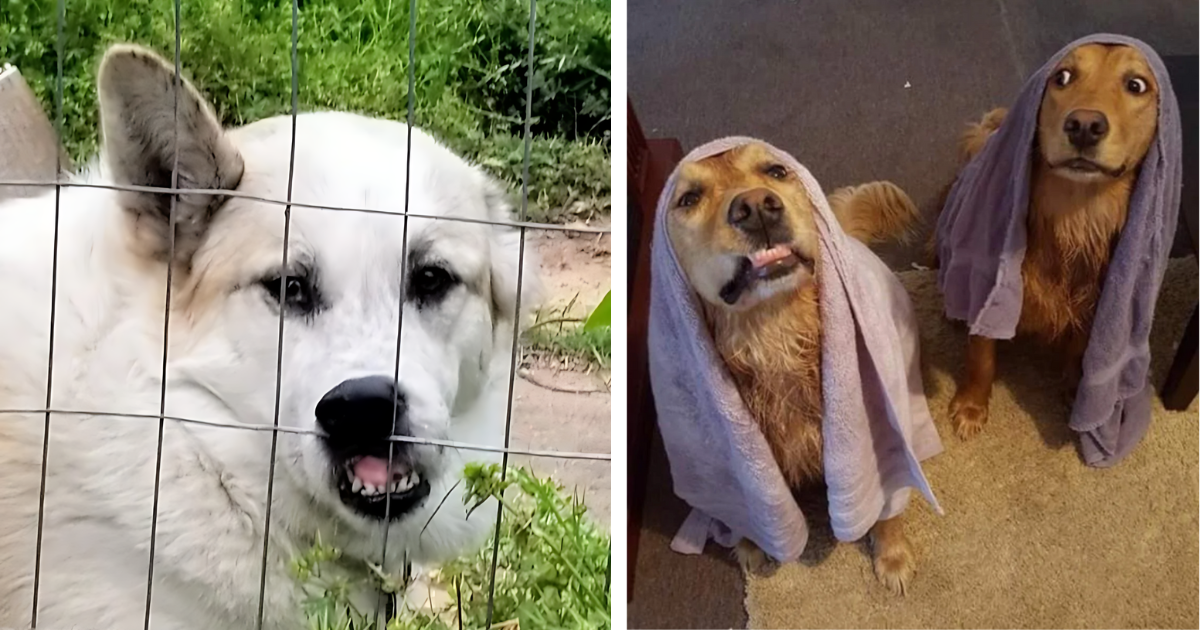 An Awwdorable Doggo Dump of Funny Fluffy Fidos Featuring Both Dazzling ...