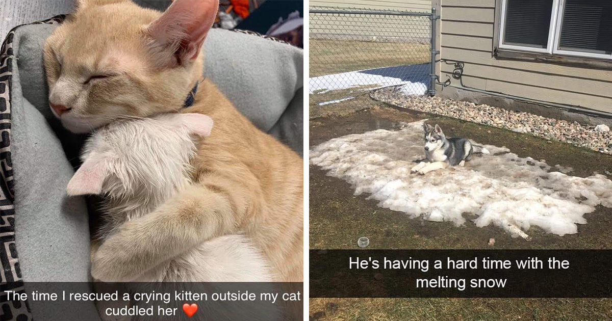 A Series Of Silly Animal Snaps To Start Your Day Off With A Smile ...