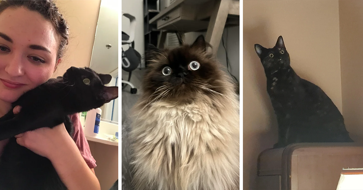 25 Silly Pics Of Startled Cats Getting Spooked By The Most Hissterical ...