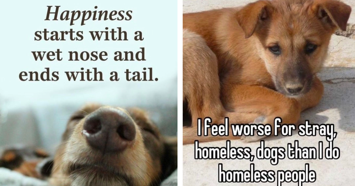 25 Wholesome Canine Memes To Help You Hop That Midday Slump - Animal ...