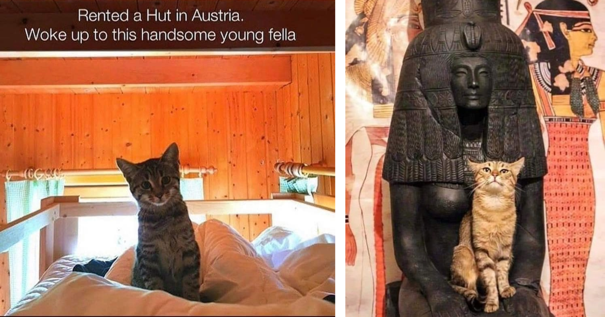 19 Sweet And Sensitive Feline Fur Baby Memes And Picutres For The ...