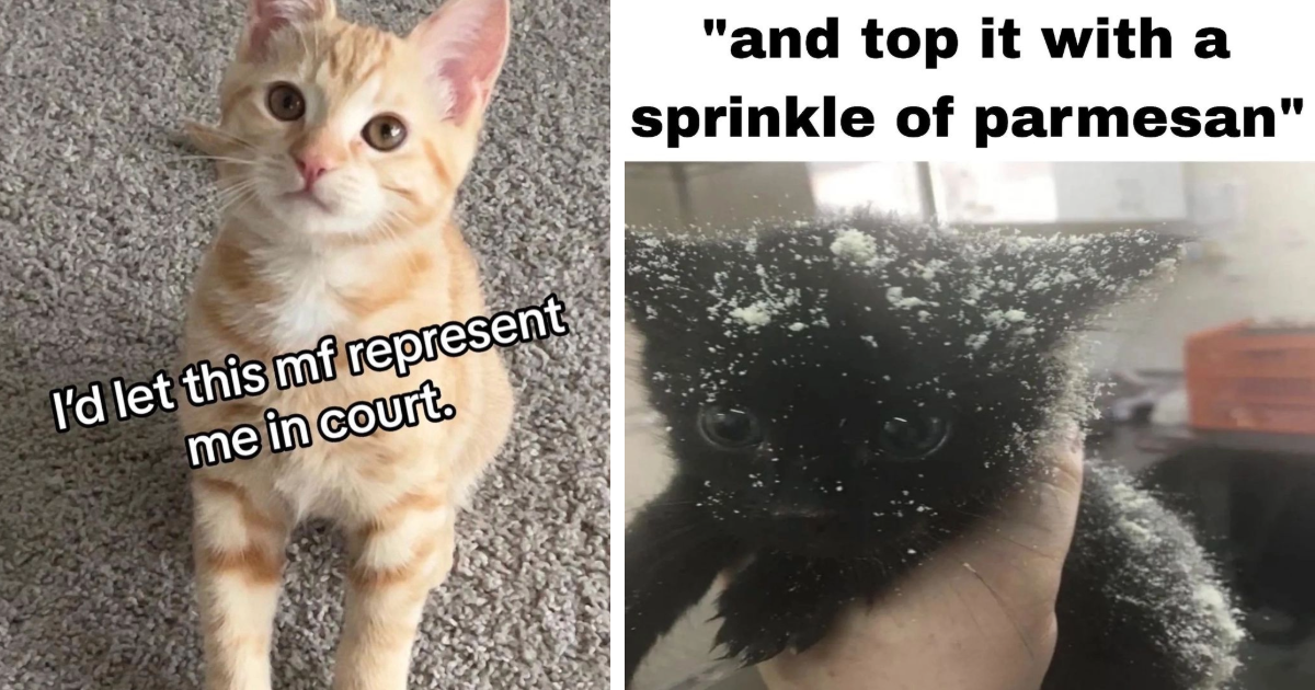 Funny Feline Mid-Work-Week Memes To Help You Over The Hump - I Can Has Cheezburger?