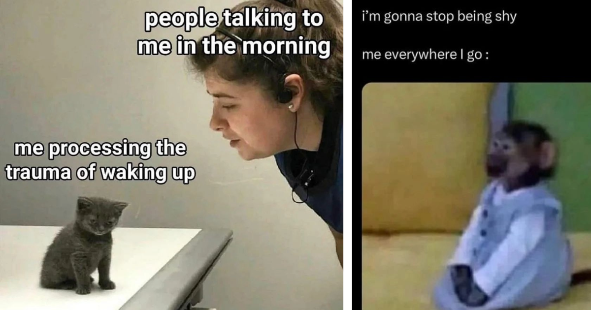 20 Relatable Mid-Week Animal Memes For All The Introverts Who Would ...