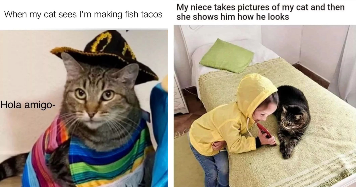 20 Sweet And Silly Cat Memes To Put A Smile On Your Face While You Wait ...