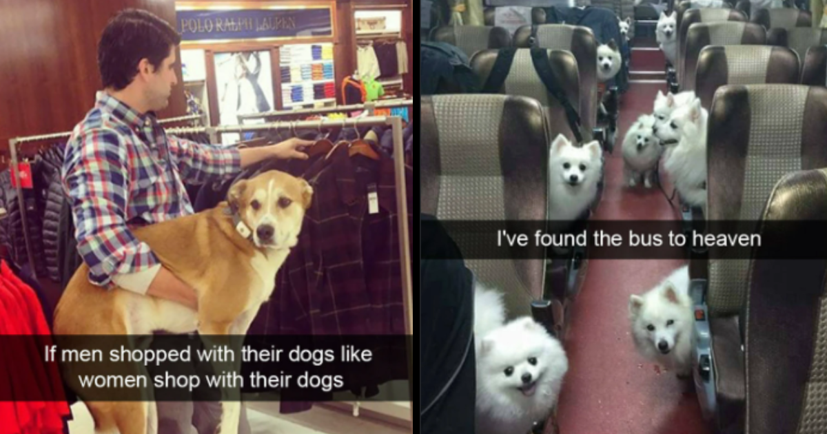 23 Cute Cheeky Canines Pawsitively Packed With Fun And Fluffiness ...