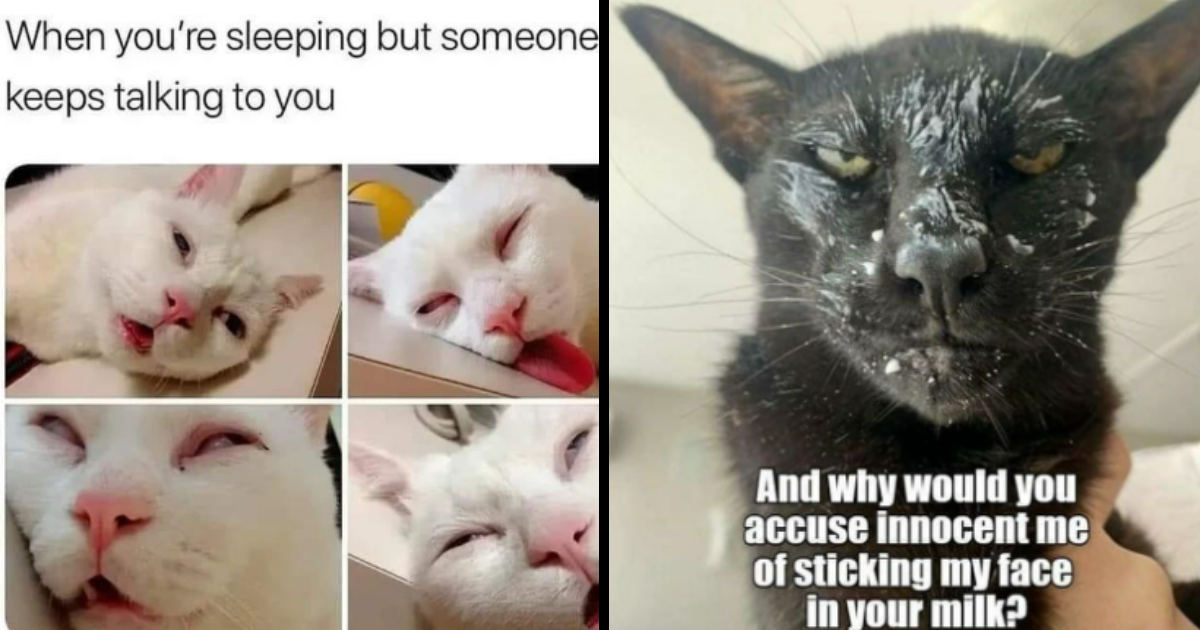 Pawsitive Cattitude With 28 Feline Memes For The Purrfect Midweek ...