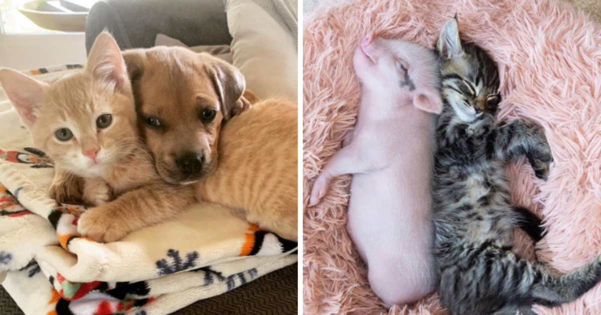 24 Awwdorable Animal Friends Forming Furever Bonds For A Day Of Fun ...