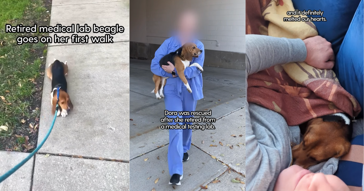 Heartwarming Beagle "Dora" Rescued From Retired Testing Lab, Goes From ...