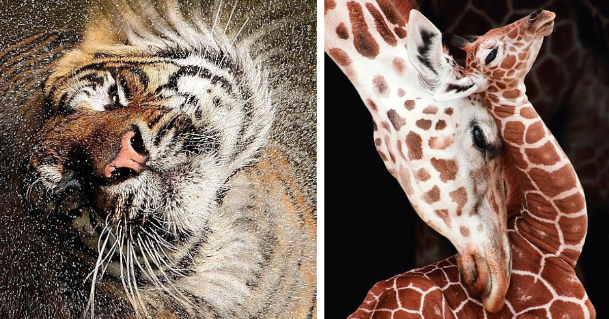 Animal Comedy - giraffes - Animal Comedy - Animal Comedy, funny animals ...