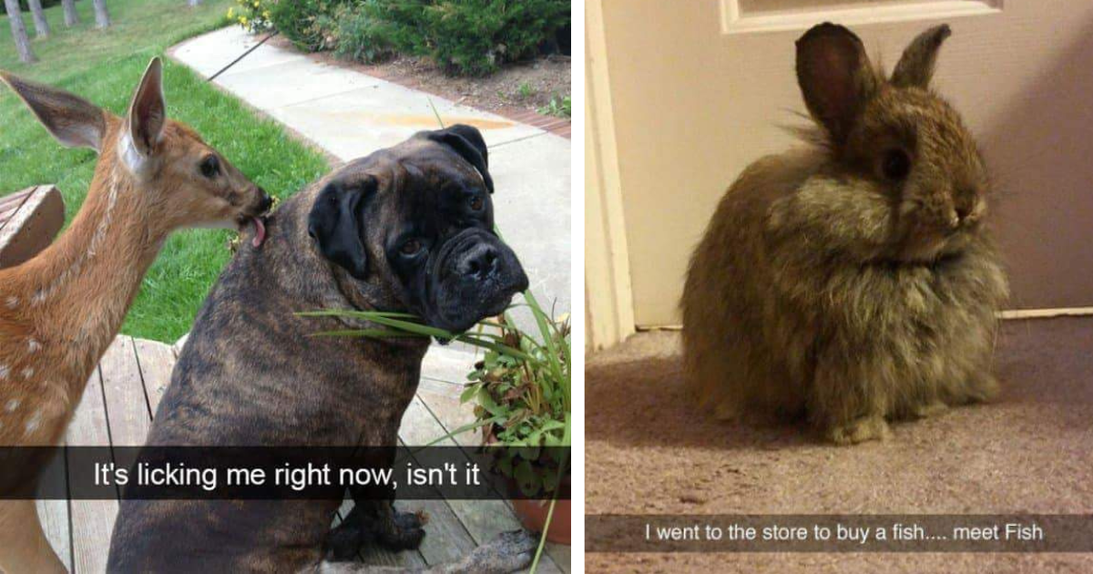 36 Happy Snaps With a 100% Chance of Animal Memes To Warmly Welcome A ...