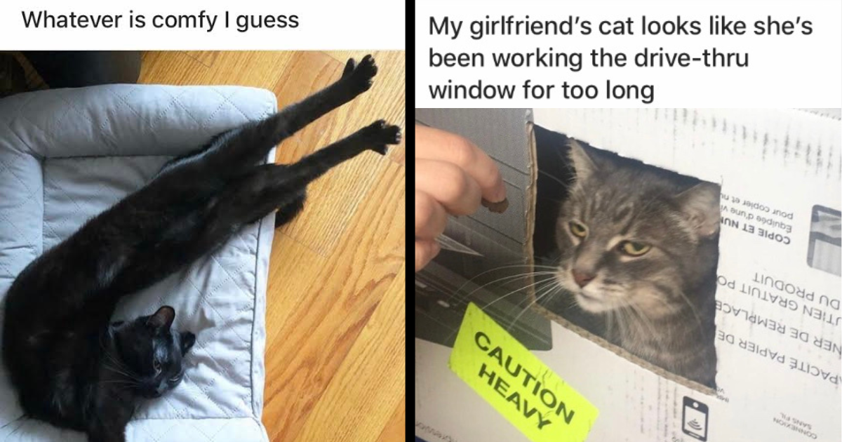 A Cardboard Cubicle of Purrfectly Hissterical Cat memes to Unbox a ...