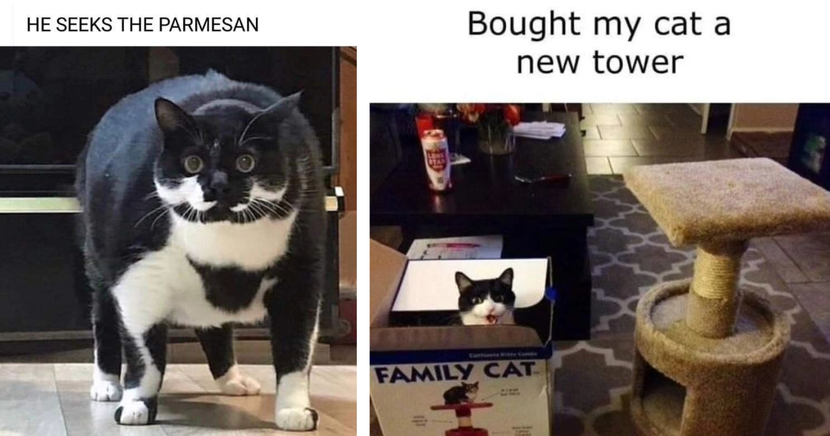 20 Silly Memes Of Not So Clever Cats To Make You Feel Better About Your ...