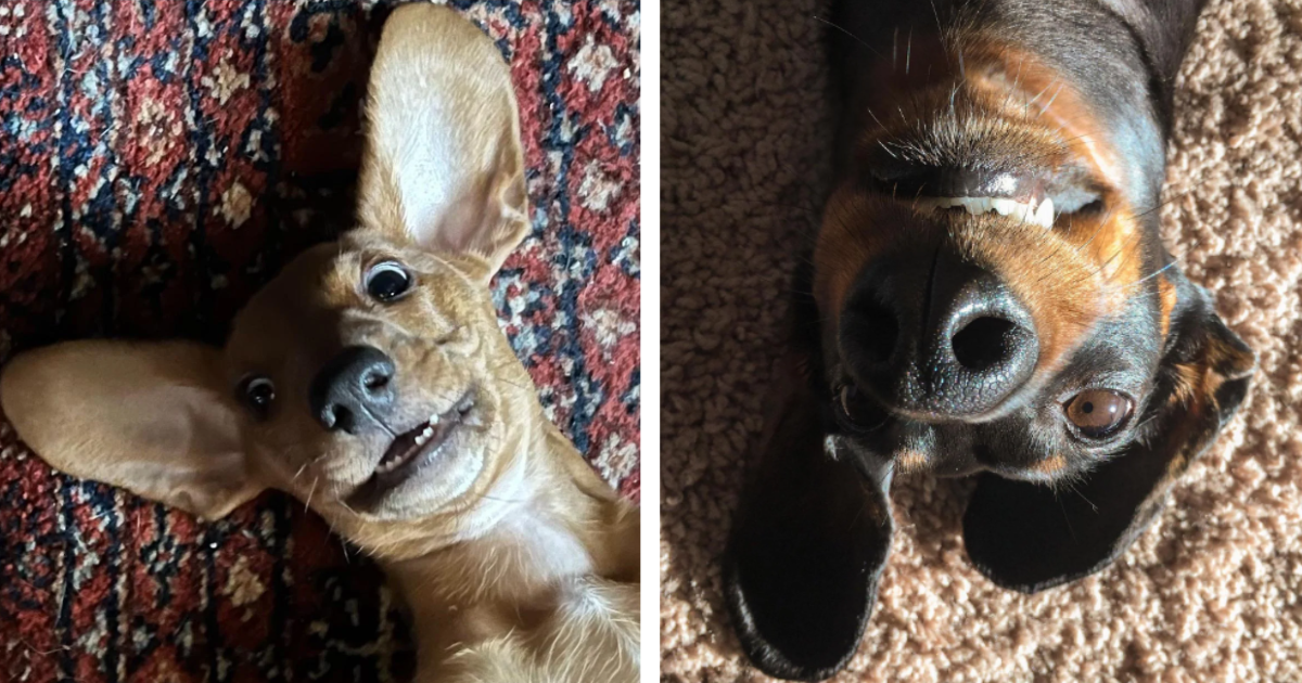 21 Funny Feel Good Dachshund Dog Pics to Pick Up Your Mood When you Are ...