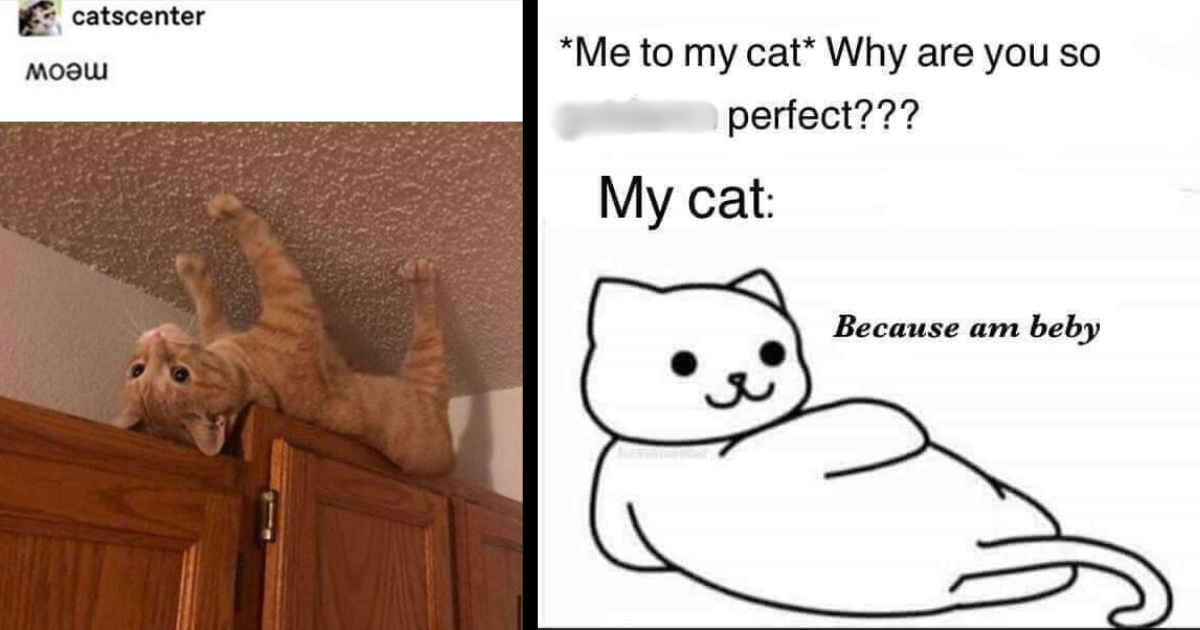 A Clawfully Comical Cornucopia of Cat Memes to Cackle Your Way Into the ...
