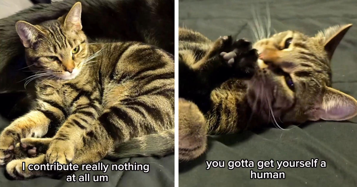 ‘Cats, Listen Up, You Gotta Get Yourself A Hooman’: Hissterical Catto ...