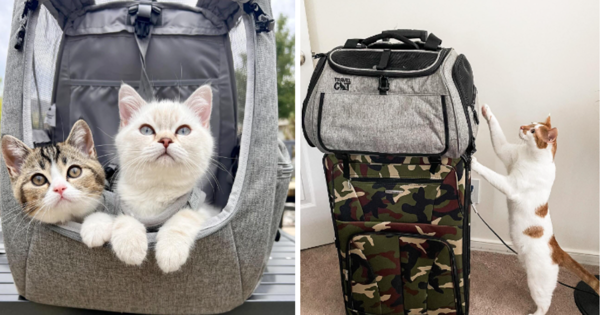 24 Purrfectly Prepped Cats Ready To Embark On Feline Fun Adventures - I ...