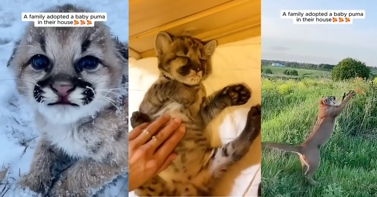 Feline Foster Family Rescues Purrfect Puma Kitten Outcast By Zoo, Give ...