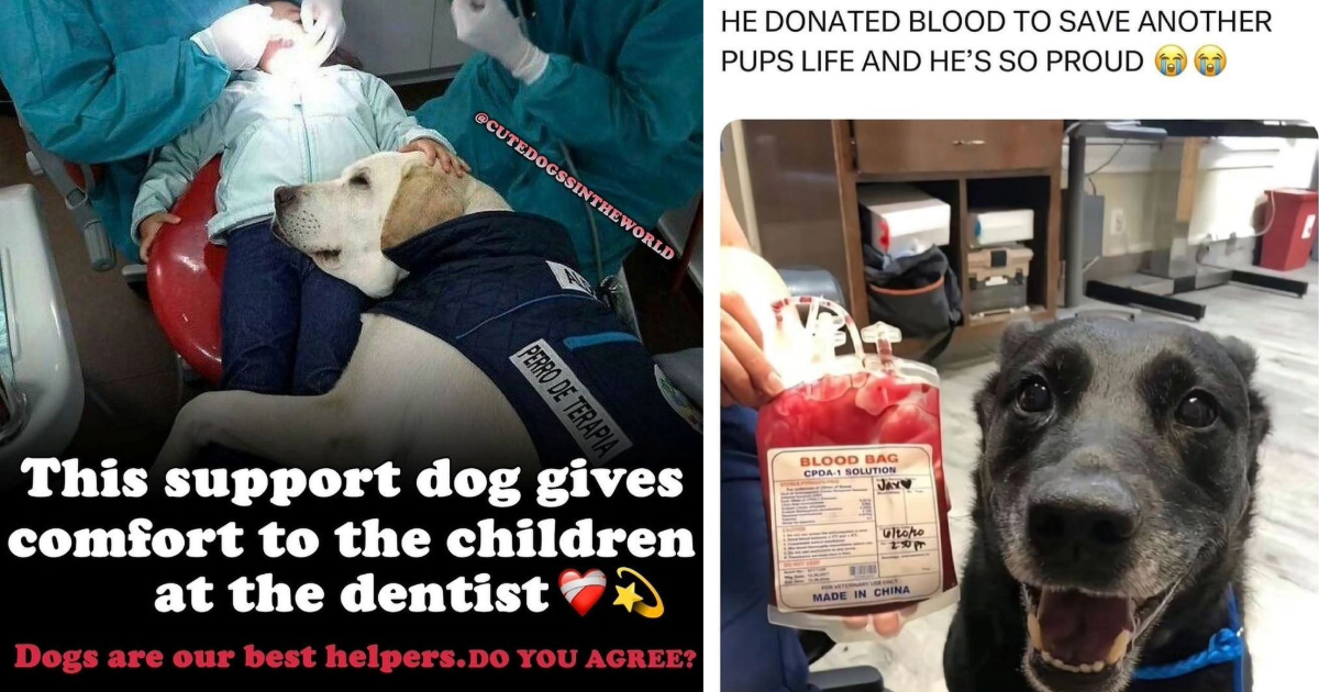 A Collection Of Cute Canine Pictures And Memes Of Dogs Being The ...